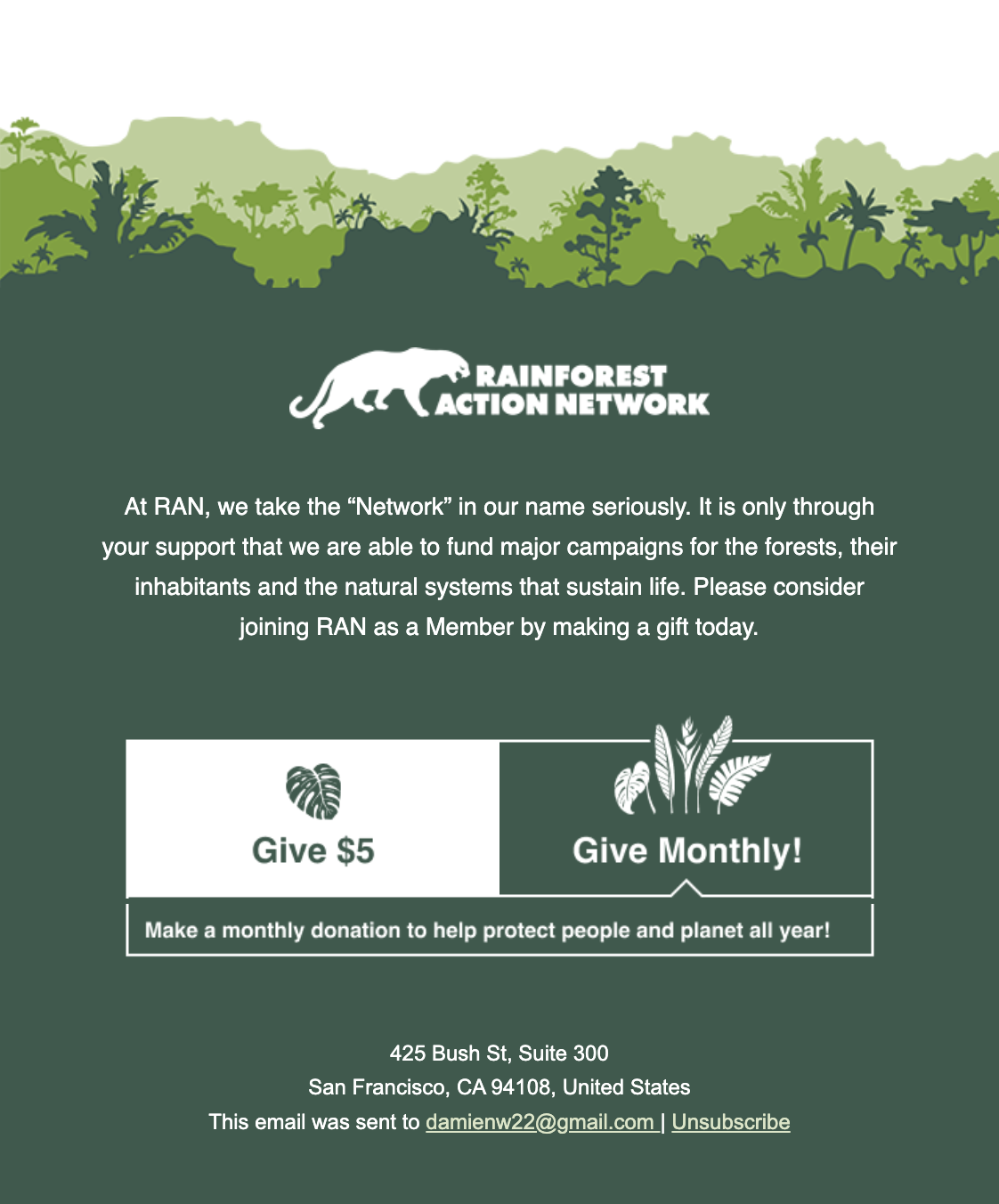 Rainforest Newsletter